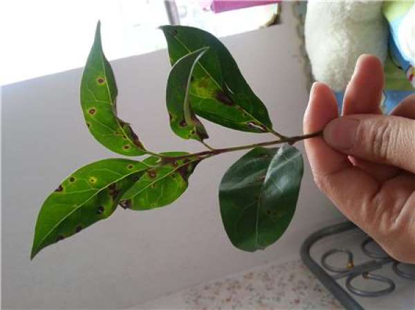 Diseases and insect pests of boxwood and their control - The Plant Aide