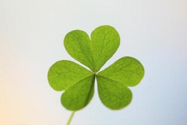 Propagation methods of clover - The Plant Aide