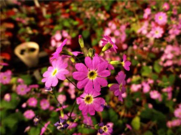 The effect and function of primrose - The Plant Aide