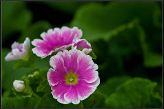 Diseases and insect pests of primrose in four seasons and their control ...