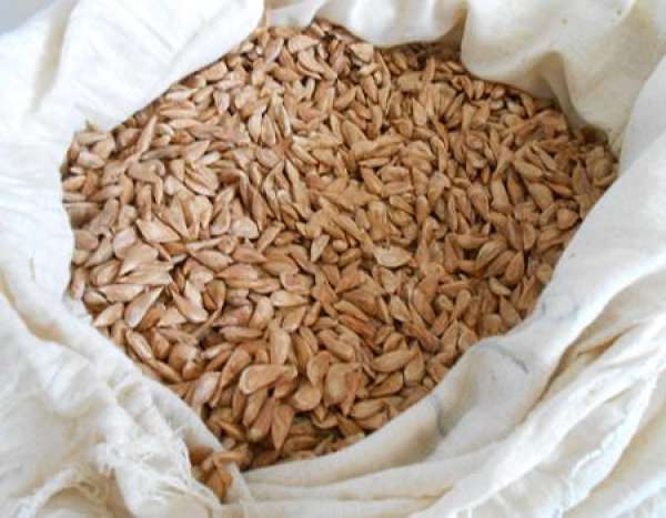 How to plant cedar seeds - The Plant Aide