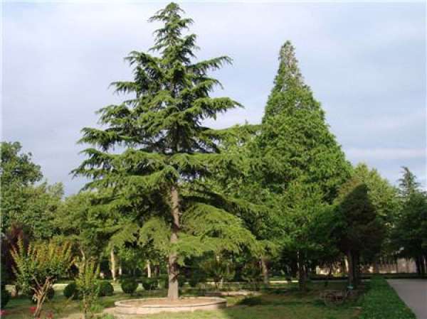 Diseases and insect pests of cedar and their control - The Plant Aide