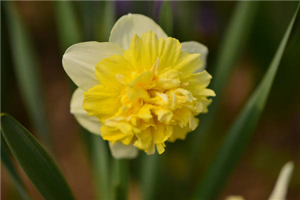 How to grow the seed ball of Narcissus - The Plant Aide
