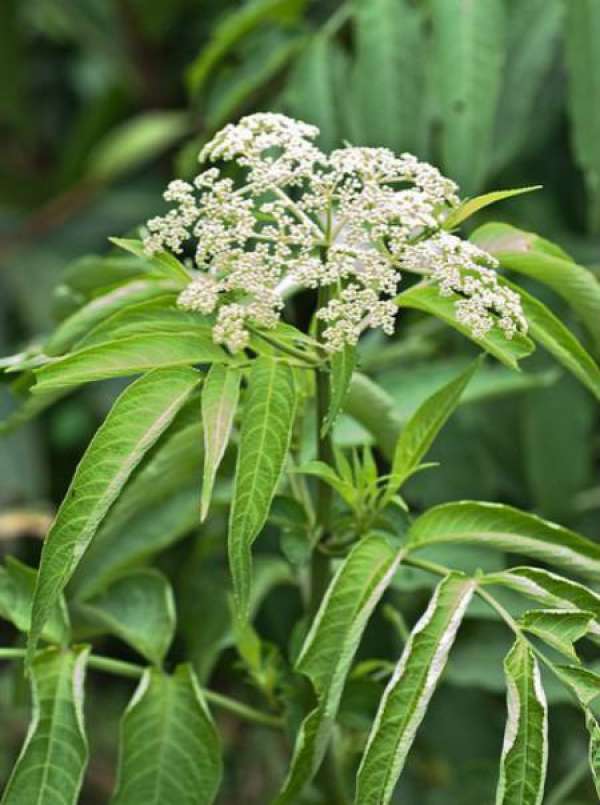 propagation-methods-of-elderberry-the-plant-aide