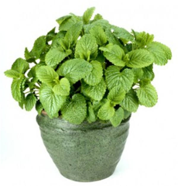 What are the functions of drug taking grass - The Plant Aide