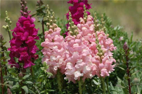 When does goldfish grass bloom - The Plant Aide