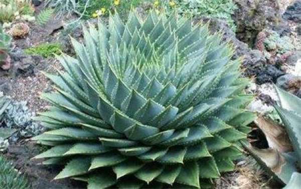 Four methods of accelerating germination of aloe polyphylla - The Plant ...