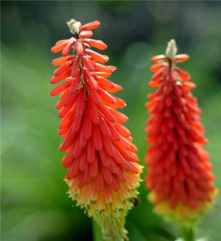 The four season maintenance method of torch flower - The Plant Aide