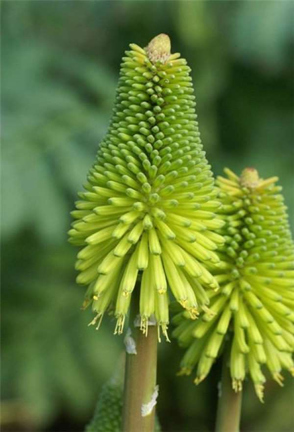 The four season maintenance method of torch flower - The Plant Aide