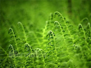 What are the functions of pod fern - The Plant Aide