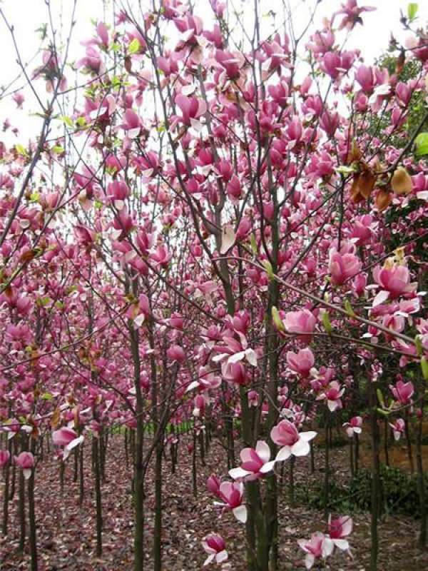 Effect and function of Magnolia - The Plant Aide