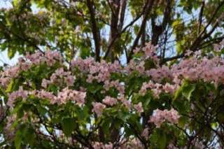 How to prune the catalpa tree - The Plant Aide