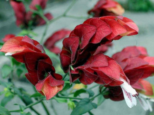 What are the functions of shrimp flower - The Plant Aide