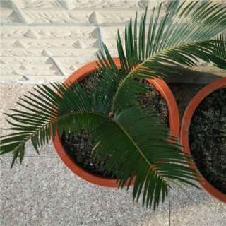 Diseases and insect pests of cycads and their control - The Plant Aide