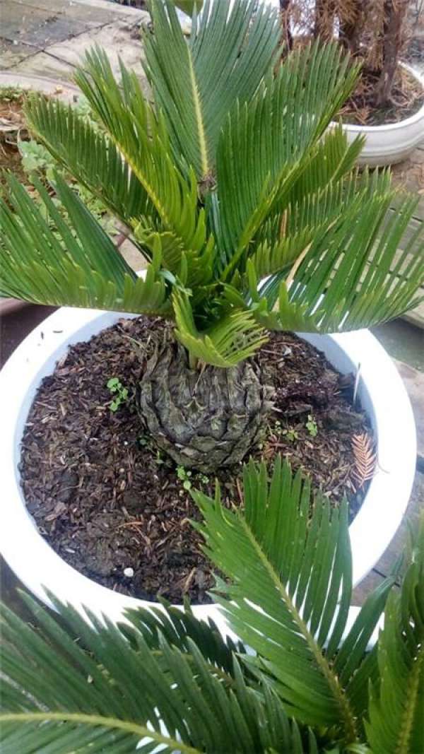 Diseases and insect pests of cycads and their control - The Plant Aide