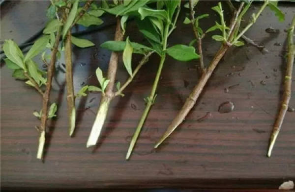 How to grow the roots of woody plants -- a case study of Gardenia - The ...