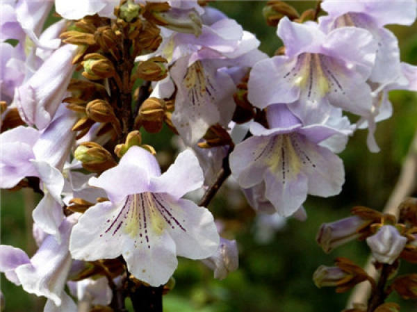 Flower language and cultural legend of Paulownia - The Plant Aide