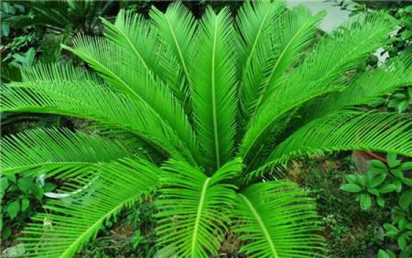 What's the matter with the yellow leaves of Cycas in spring - The Plant ...