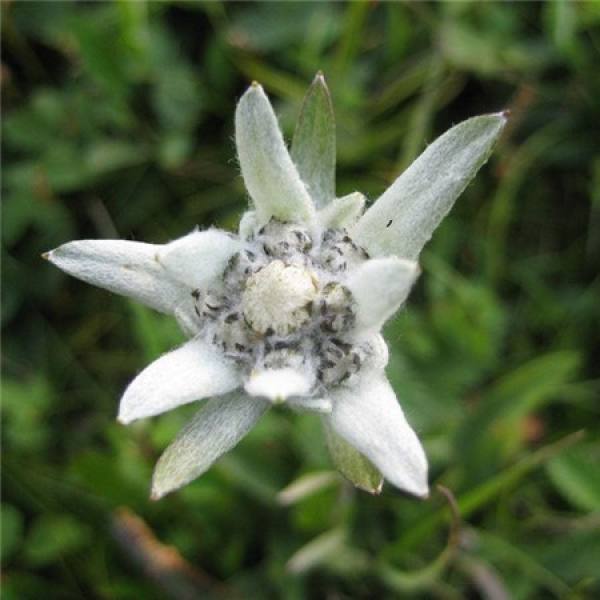 What is the function of Edelweiss - The Plant Aide