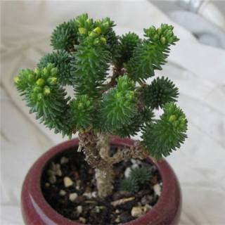 What's the function of globose - The Plant Aide