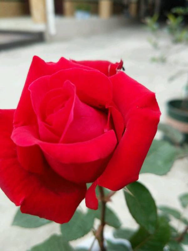 The moral of roses - The Plant Aide