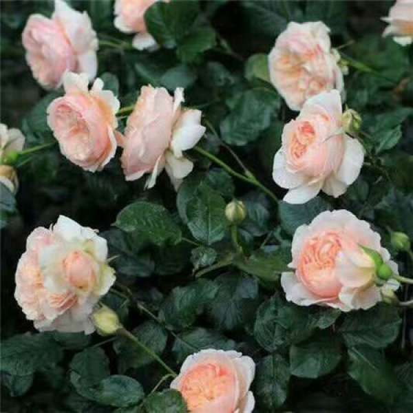 The moral of roses - The Plant Aide