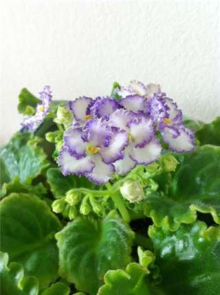 How to water African Viola - The Plant Aide