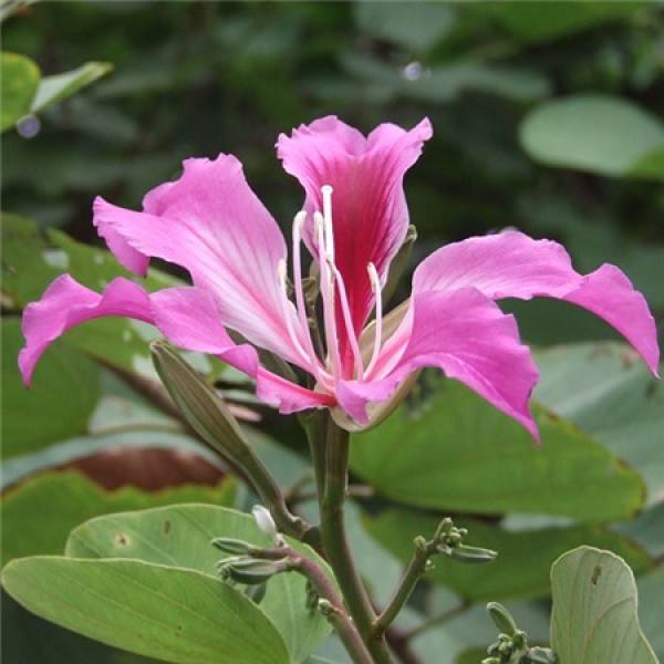 The role of Bauhinia - The Plant Aide