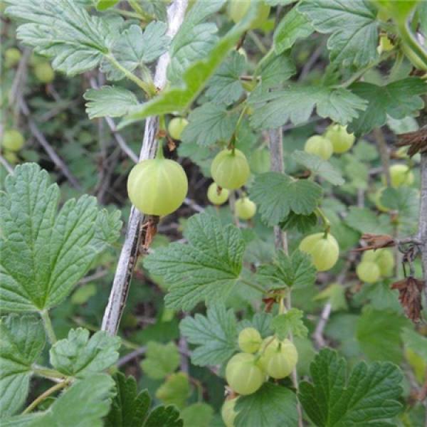 Pruning method of gooseberry - The Plant Aide