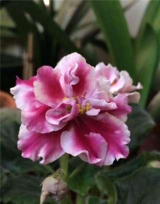 Why don't African pansies bloom - The Plant Aide