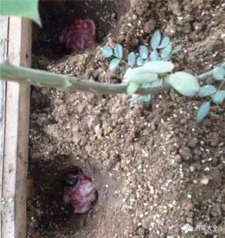 How to make flower fat with fish intestines - The Plant Aide