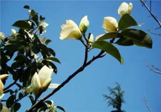 Diseases and insect pests of Magnolia grandiflora and their control ...
