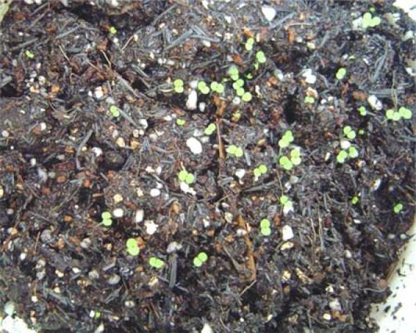 How to plant peppermint seeds - The Plant Aide