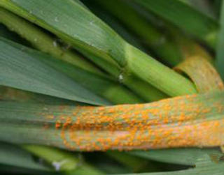 Common diseases and insect pests of scarlet grass and their control ...