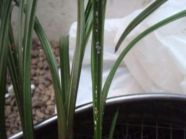Common diseases and insect pests of scarlet grass and their control ...