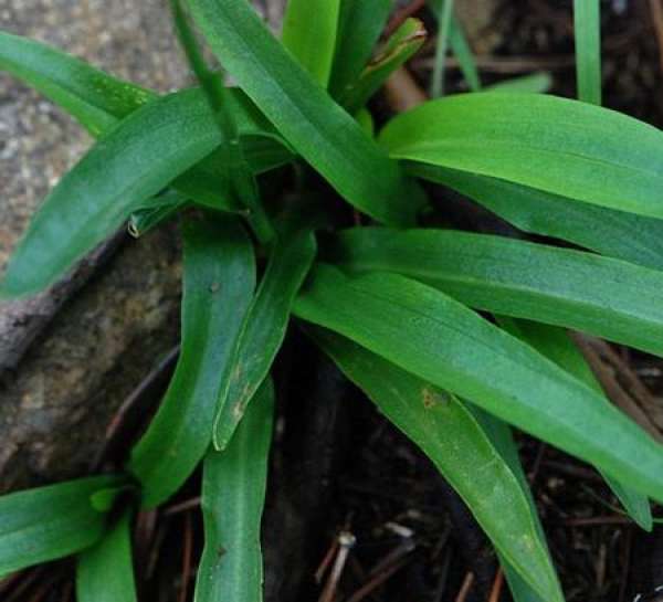The effect and function of scarlet grass - The Plant Aide