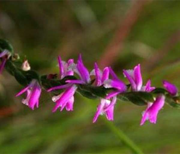 The effect and function of scarlet grass - The Plant Aide