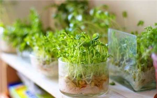 Hydroponics of pea seedling - The Plant Aide