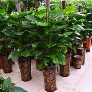 Cuttage culture method of HuangJinGe - The Plant Aide