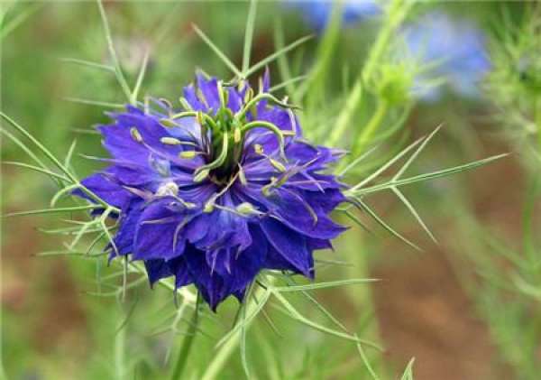 How to breed black grass - The Plant Aide