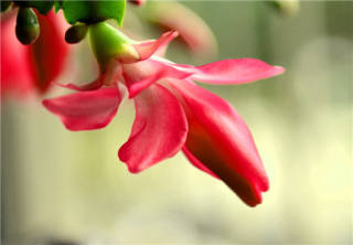 Cuttage Propagation Method of crabmail - The Plant Aide