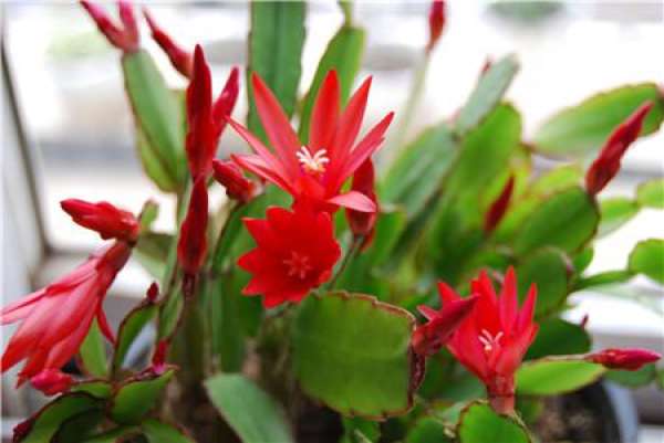 Cuttage Propagation Method of crabmail - The Plant Aide