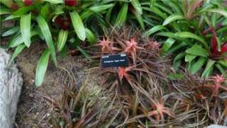 Cuttage Propagation Method of zedoary turmeric - The Plant Aide