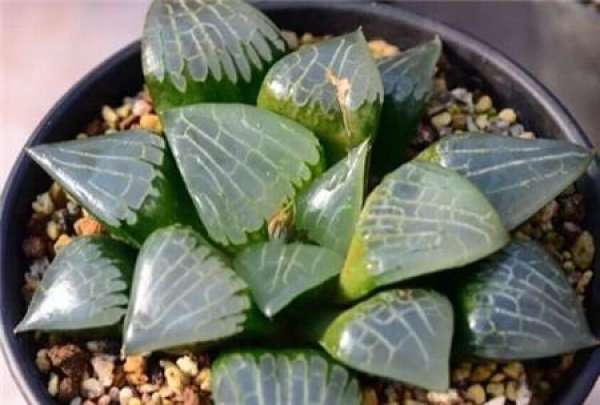 Cuttage Propagation Method of Spatholobus - The Plant Aide