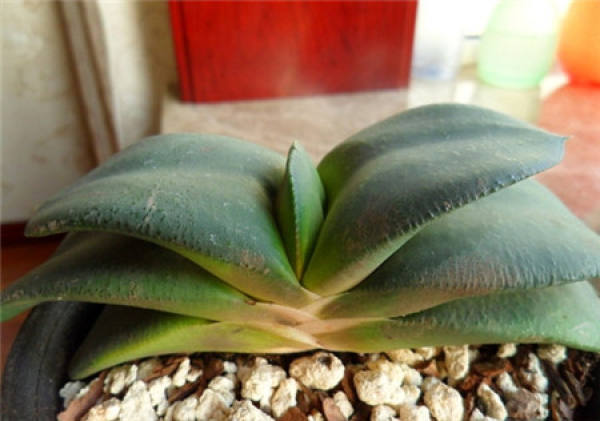 Cuttage Propagation Method of crouching cattle and tiger coil - The ...