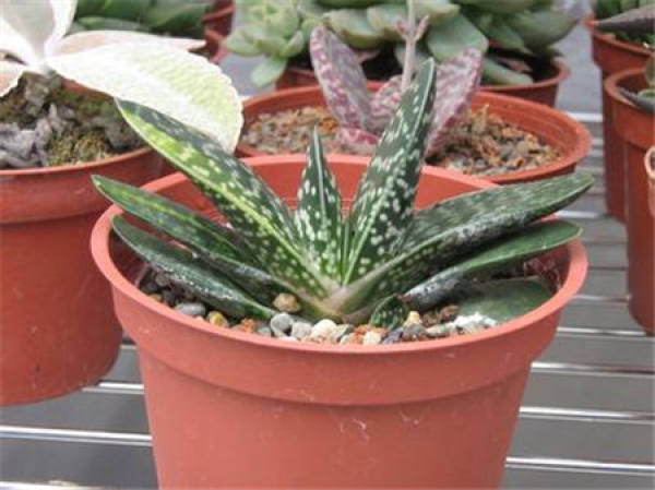 Cuttage Propagation Method of crouching cattle and tiger coil - The ...