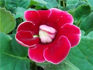 Cuttage Propagation Method of Jatropha speciosa - The Plant Aide