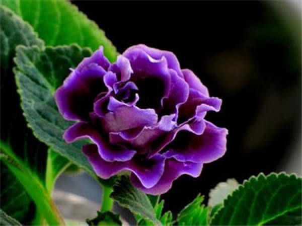 Cuttage Propagation Method of Jatropha speciosa - The Plant Aide