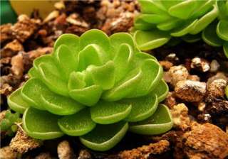 Cuttage Propagation Method of cordiery - The Plant Aide