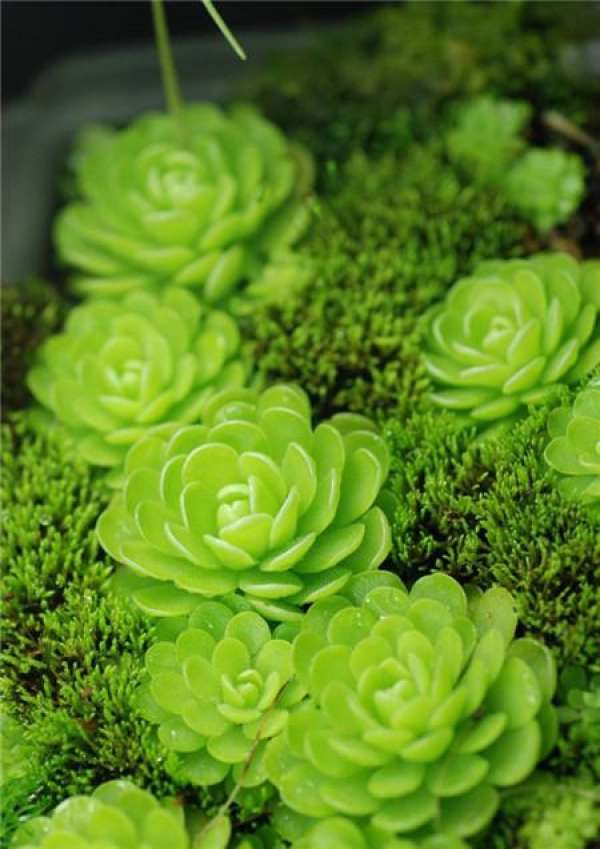 Cuttage Propagation Method of cordiery - The Plant Aide